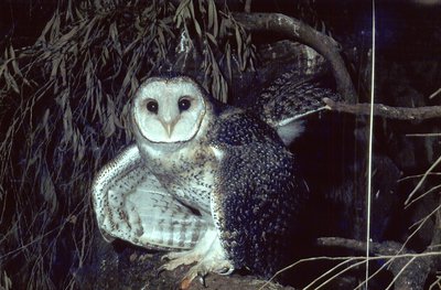 Masked Owl - The Australian Museum