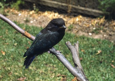 Dollarbird - The Australian Museum