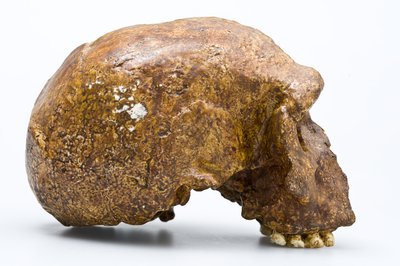 Homo heidelbergensis - The Australian Museum