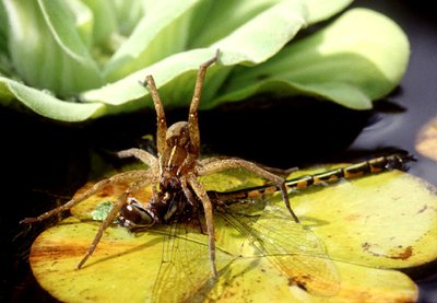 Water Spider - The Australian Museum
