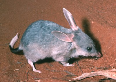 Greater Bilby - The Australian Museum