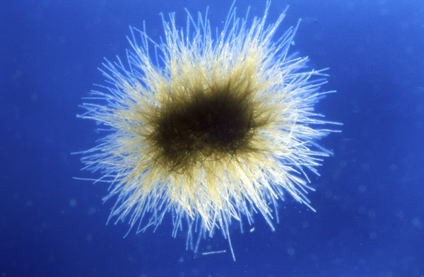 Phytoplankton - The Australian Museum