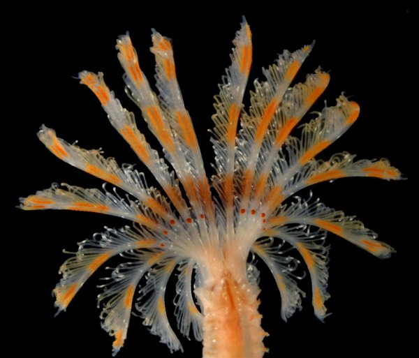 A cheat's guide to polychaetes - The Australian Museum