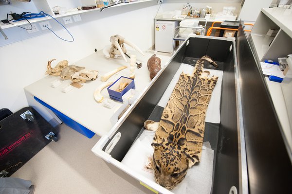 Wildlife forensics facilities at the Australian Museum - The Australian ...