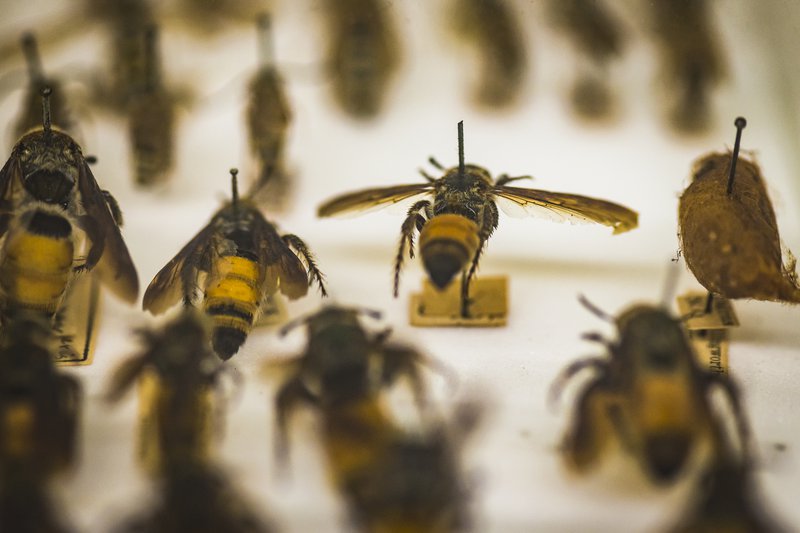 Entomology - The Australian Museum