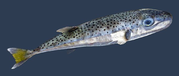 Silver Toadfish Lagocephalus Sceleratus Gmelin 1789 The