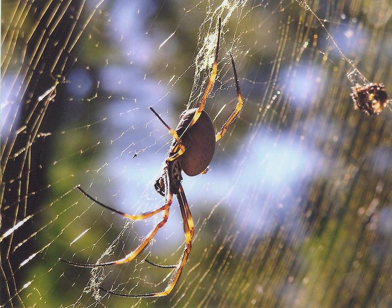 Up Close & Spineless 2005 - Schools - The Australian Museum
