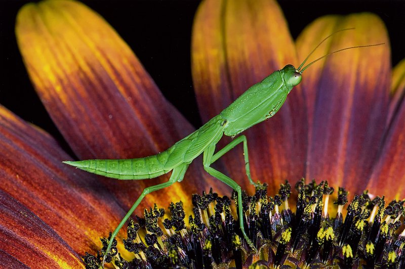 Up close and spineless - The Australian Museum