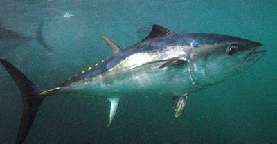Southern Bluefin Tuna, Thunnus maccoyii (Castelnau, 1872) - The ...