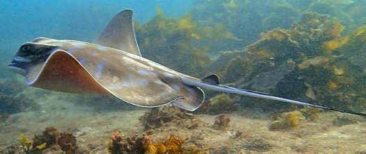 Myliobatidae - Eagle Rays - The Australian Museum