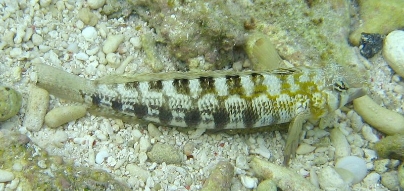 Pinguipedidae - Grubfishes - The Australian Museum