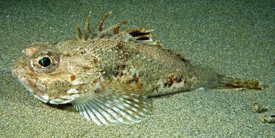 Southern Gurnard Perch, Maxillicosta meridianus Motomura, Last & Gomon ...