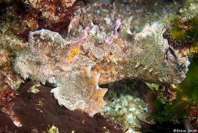 Southern Velvetfish, Aploactisoma milesii (Richardson, 1850) - The ...