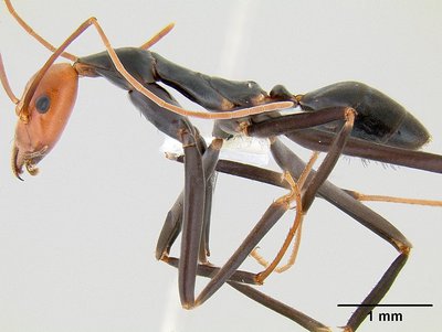 Spider Ant - The Australian Museum