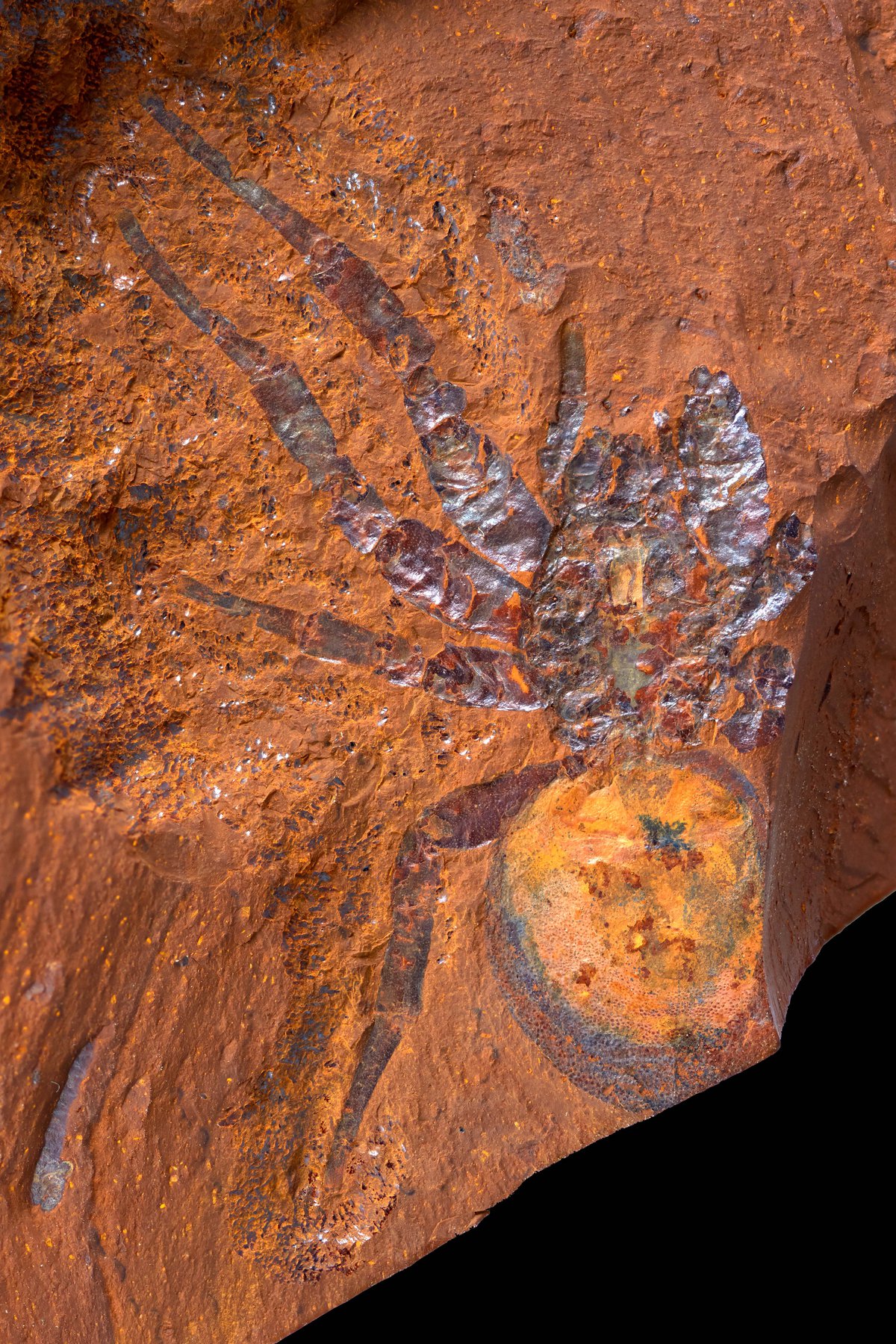 New acquisition: A nest of new spider fossils - The Australian Museum Blog