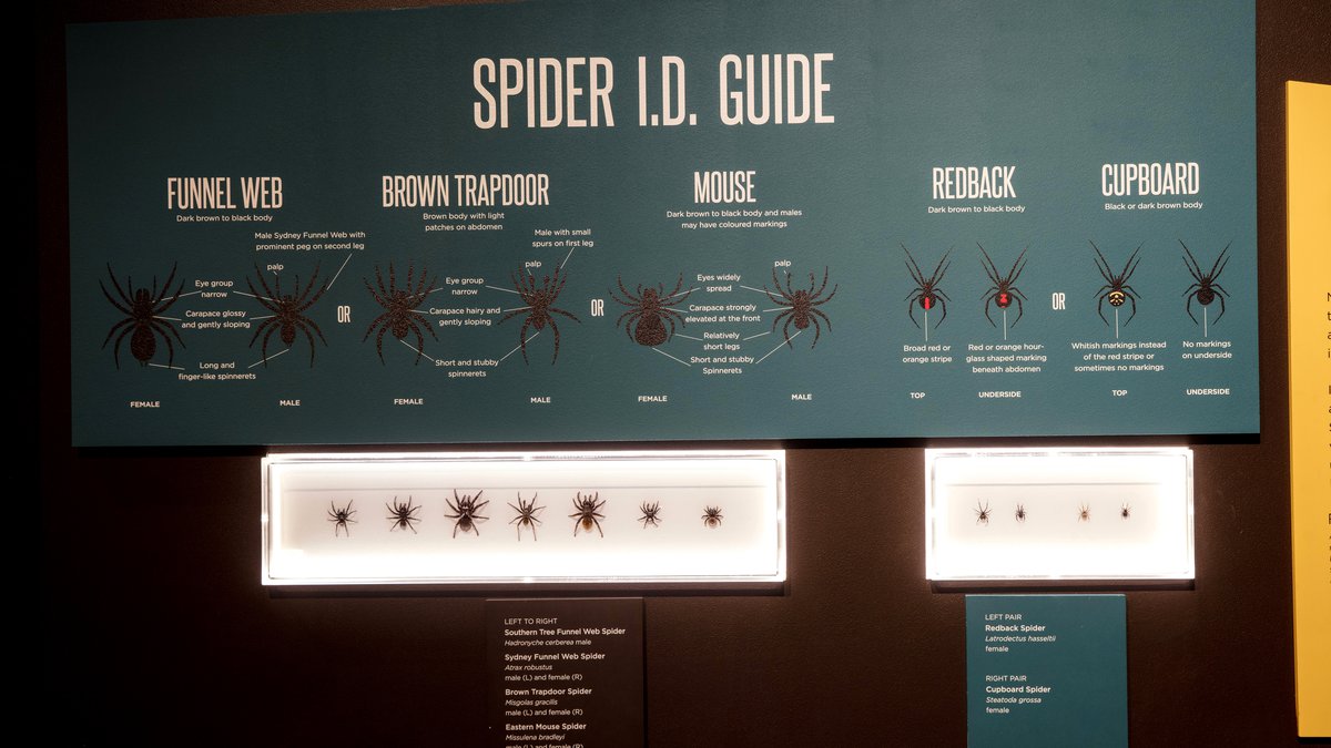 Touring exhibition: Spiders – From Fear to Fascination - The Australian ...