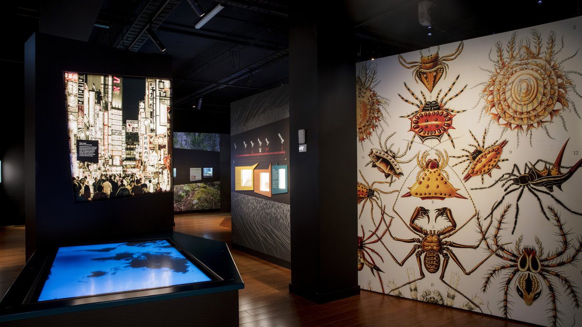 Touring exhibition: Spiders – From Fear to Fascination - The Australian ...