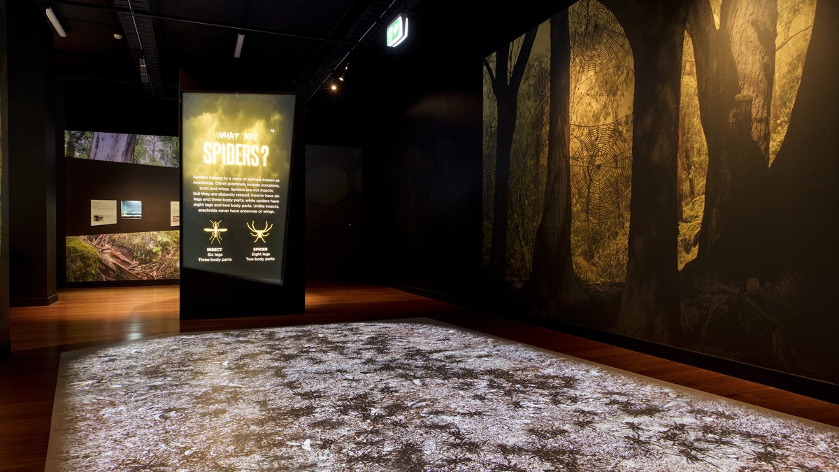 Touring exhibition: Spiders – From Fear to Fascination - The Australian ...