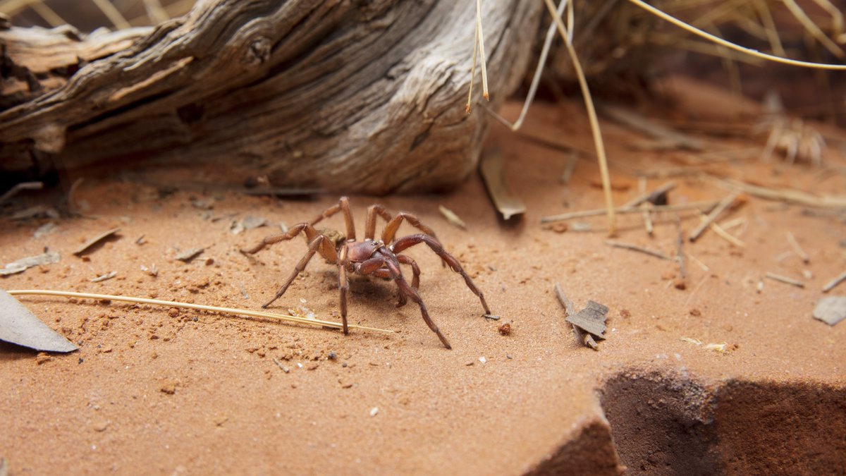 Touring exhibition: Spiders – From Fear to Fascination - The Australian ...