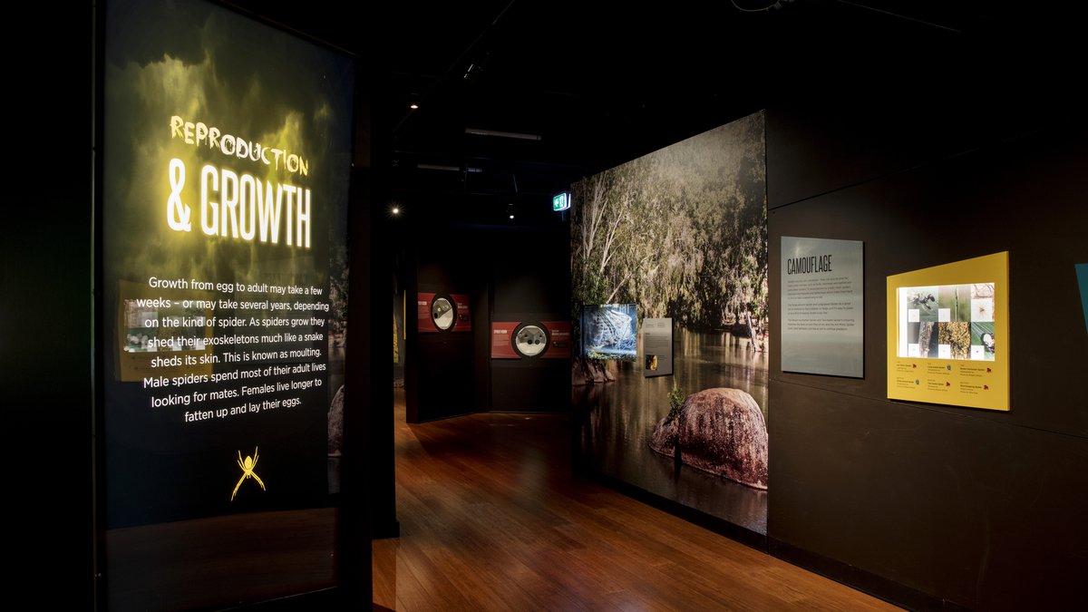 Touring exhibition: Spiders – From Fear to Fascination - The Australian ...