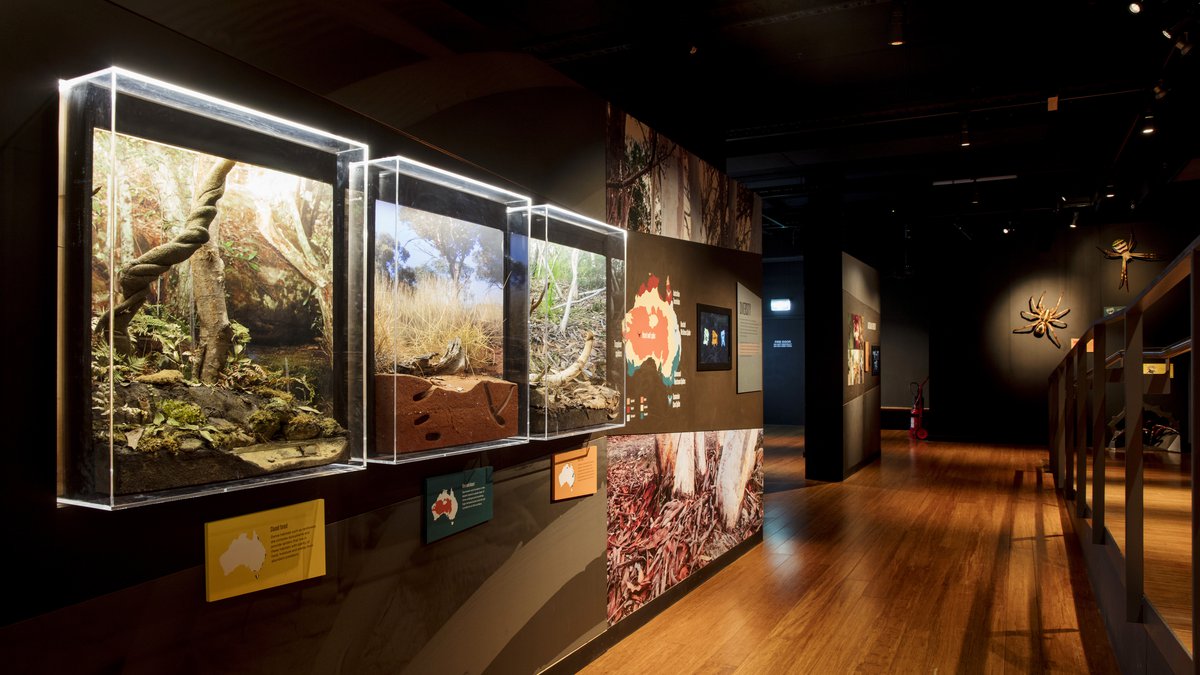 Touring exhibition: Spiders – From Fear to Fascination - The Australian ...