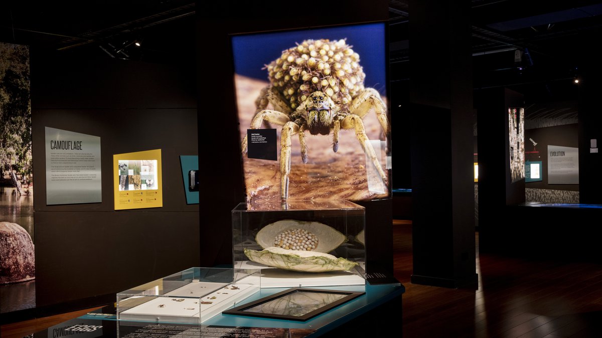 Touring exhibition: Spiders – From Fear to Fascination - The Australian ...