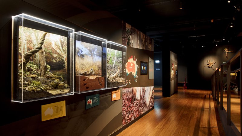 Touring exhibition: Spiders – From Fear to Fascination - The Australian ...
