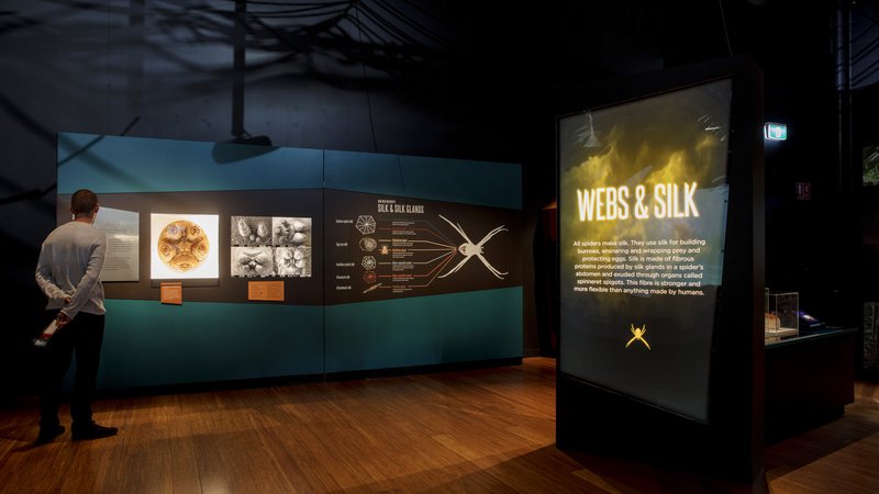 Touring exhibition: Spiders – From Fear to Fascination - The Australian ...