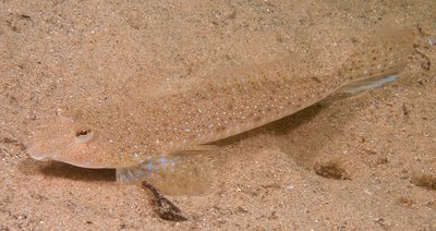 Spotted Dragonet, Repomucenus calcaratus (Macleay, 1881) - The ...