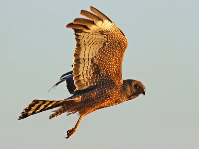 Spotted Harrier - The Australian Museum