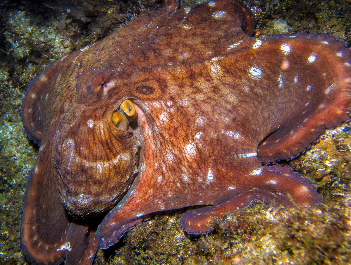 Ocean Currents - The Australian Museum