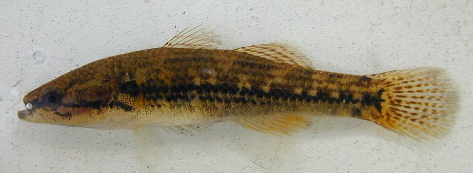 Fish up a drainpipe - The Australian Museum Blog