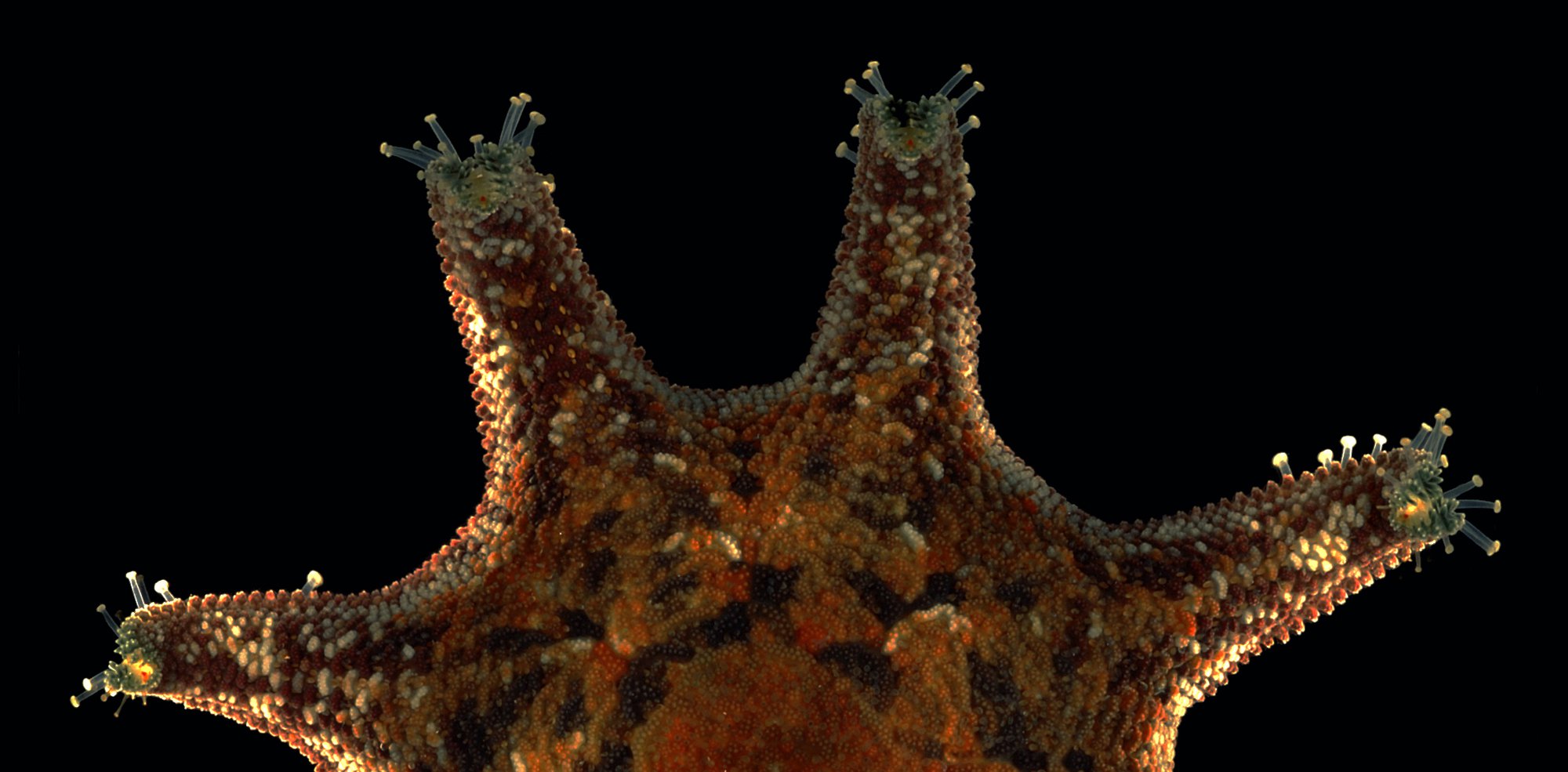 Sydney Seastars - The Australian Museum