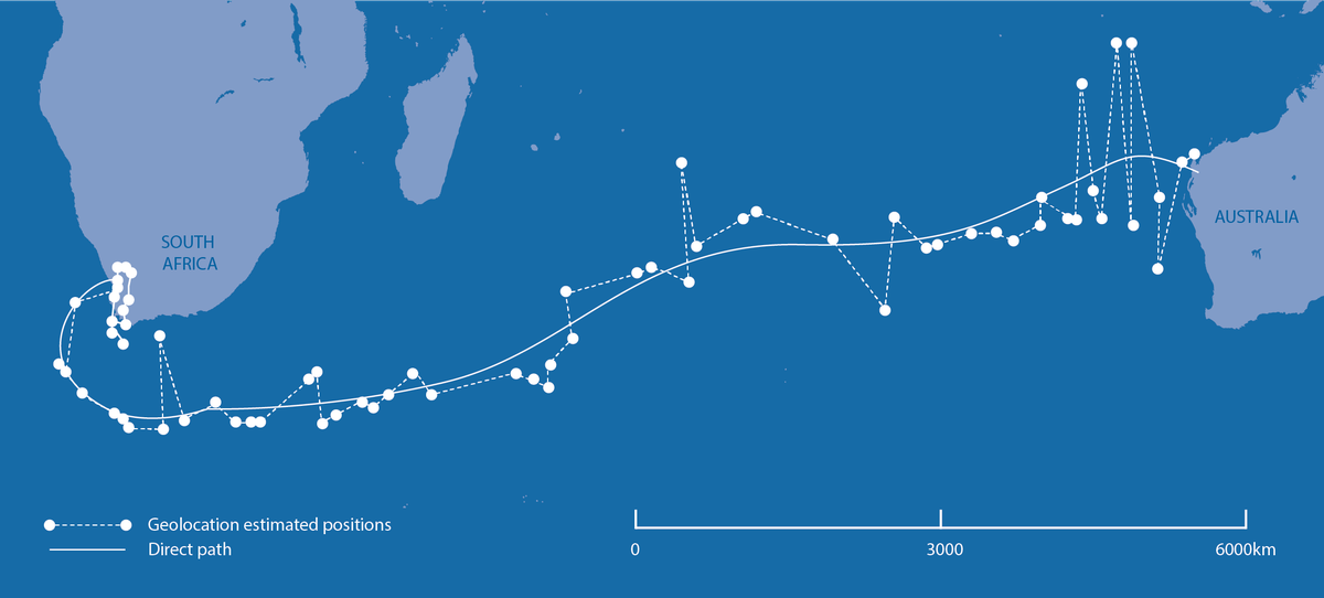 Sharks bodies and senses - The Australian Museum