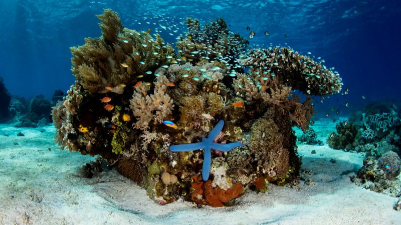 Why oceans need sharks - The Australian Museum