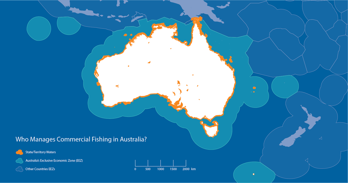 Why oceans need sharks - The Australian Museum