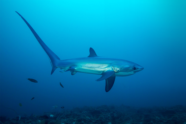 What is a shark? - The Australian Museum