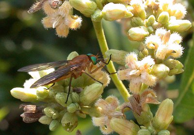 March flies - The Australian Museum