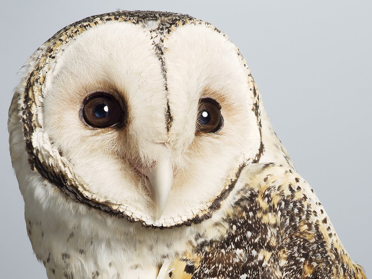 What We Can Learn from Nature: Australian Museum x Vivid Ideas - The ...