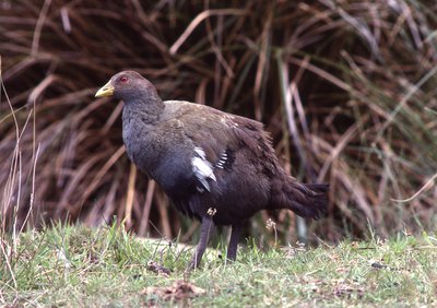 Tasmanian Native-hen - The Australian Museum
