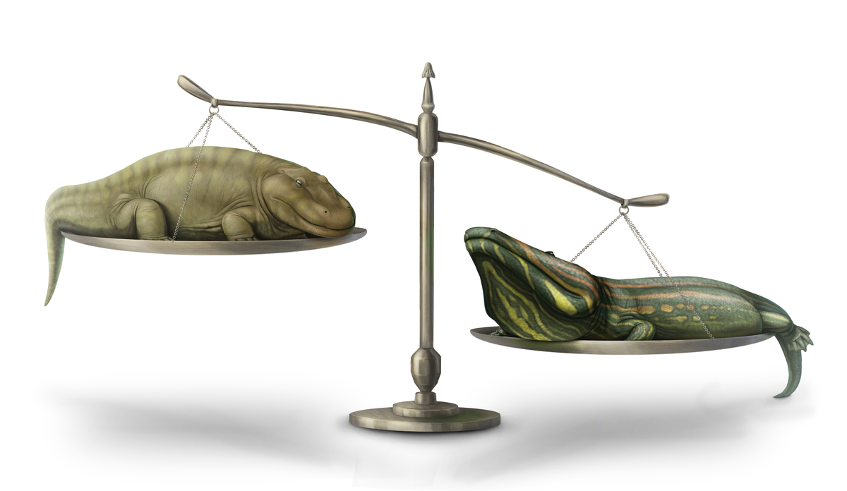 How do you weigh an extinct amphibian? - The Australian Museum
