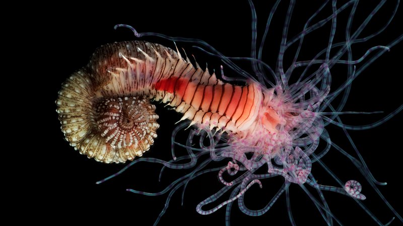 Wonderful Worms around the World: Celebrating International Polychaete ...