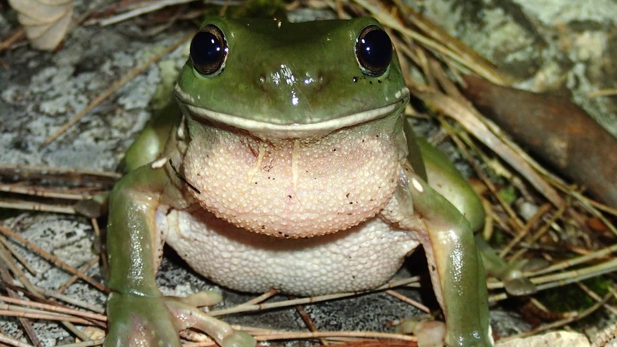 The Aussie Green Tree Frog’s disappearing act from Sydney - The ...