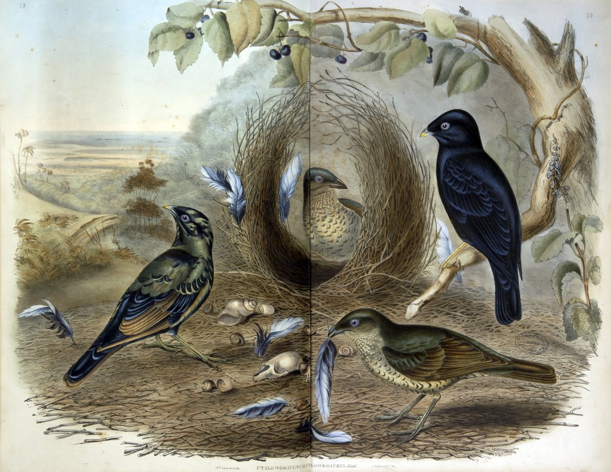 John and Elizabeth Gould - The Australian Museum