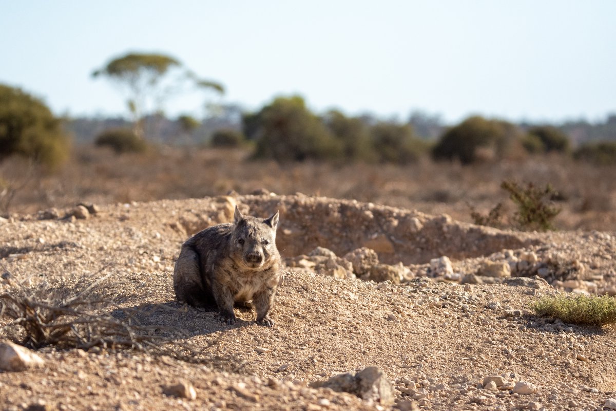 What can we learn about wombat habitats from their poo? - The ...