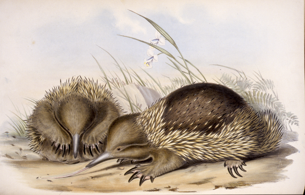 The Mammals of Australia, Volume 03 - The Australian Museum