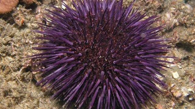 The sea urchins of Sydney - The Australian Museum Blog