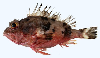 Thetis Fish, Neosebastes thetidis (Waite, 1899) - The Australian Museum