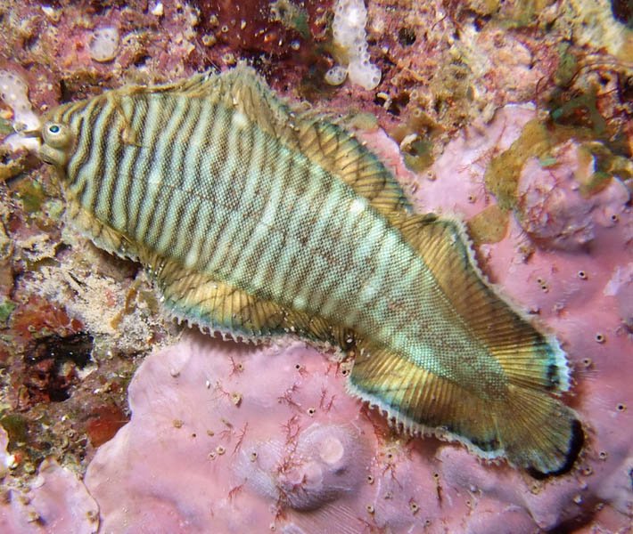 Soleidae - Soles - The Australian Museum