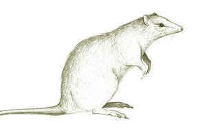 A coraciiform-like bird quadrate from the Early Eocene Tingamarra local ...